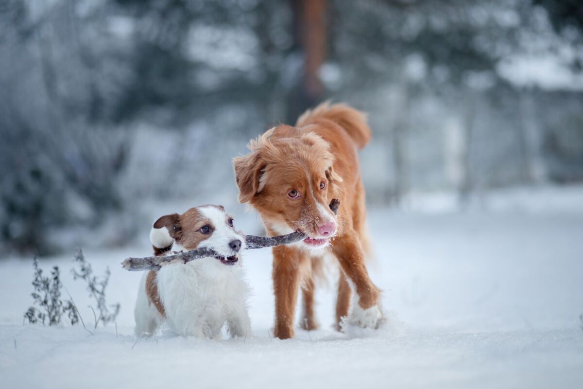 Gefahren für Hunde im Winter | Pfalz Digital